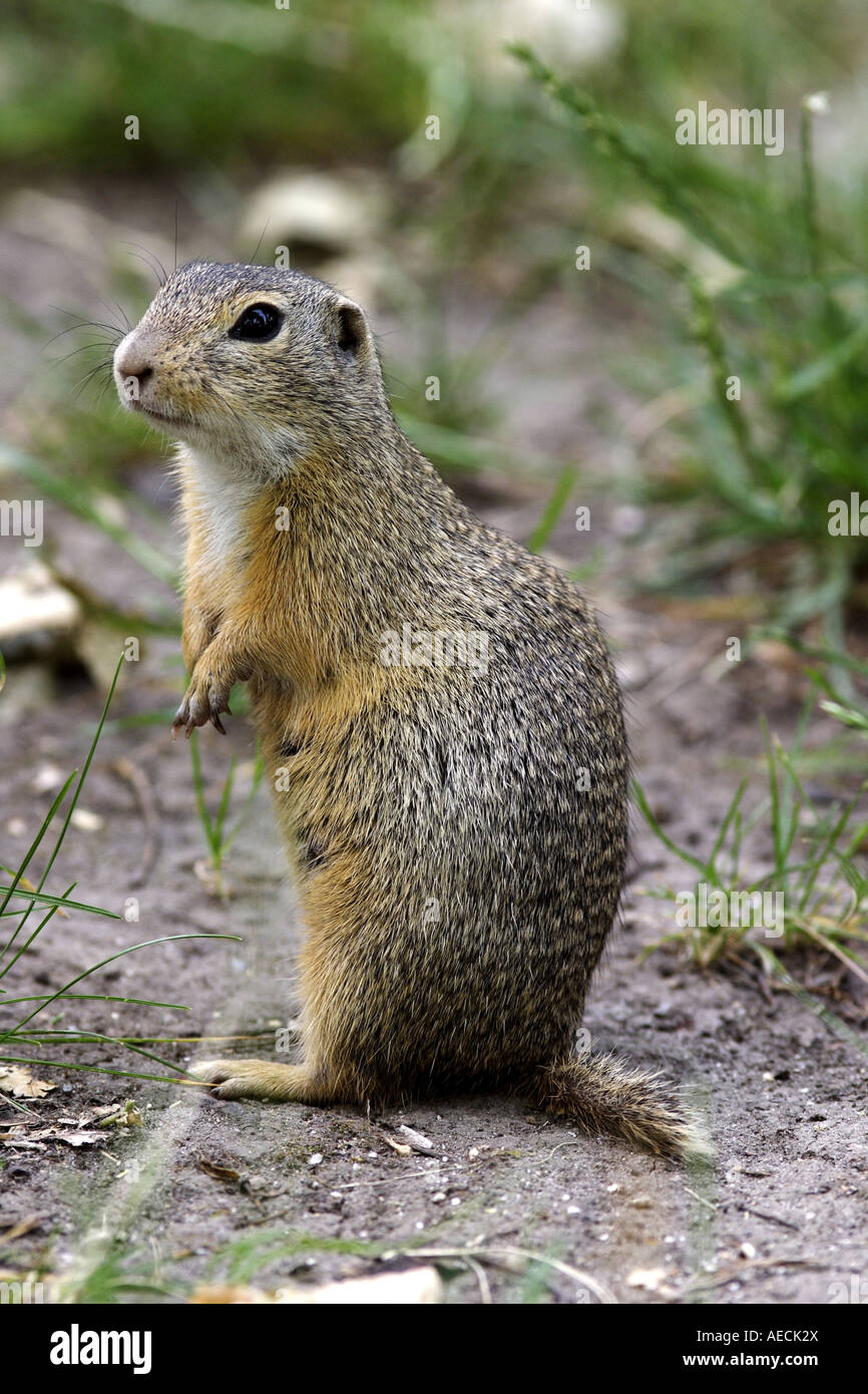 European ground squirrel, European suslik, European souslik (Citellus ...