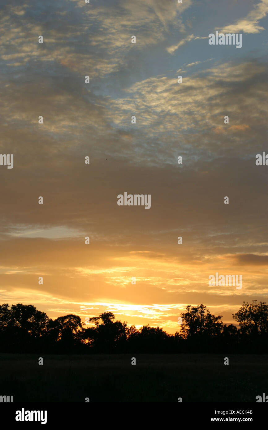 Dramatic golden sunset over silhouetted trees Stock Photo - Alamy