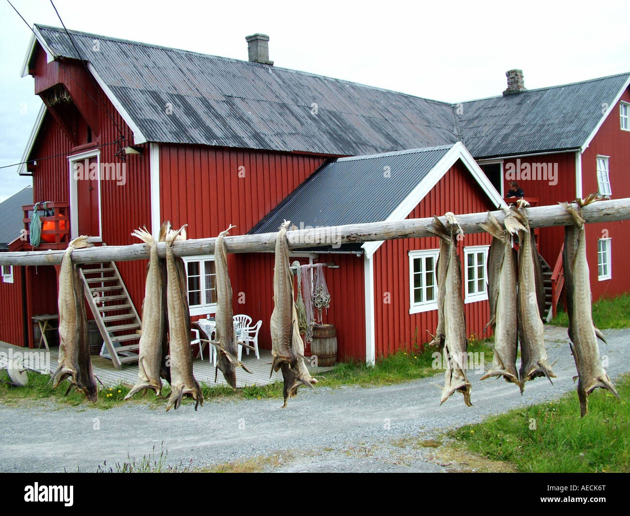 Rockcod fish hi-res stock photography and images - Alamy