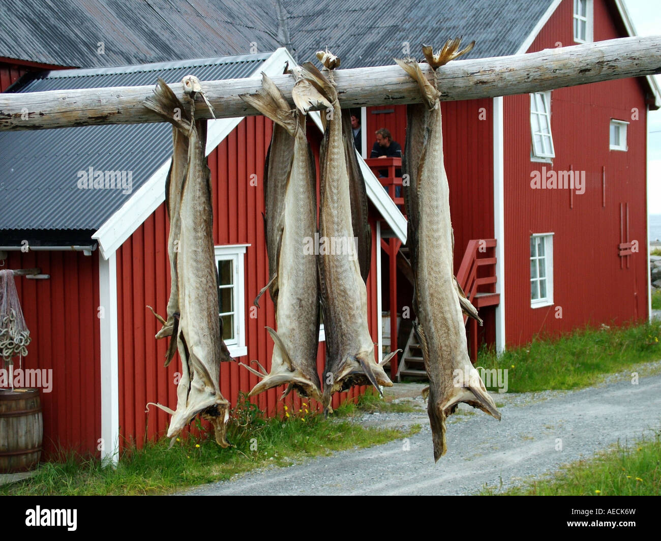 cod icefishes, Antarctic rockcod, notothenids (Nototheniidae), stock ...