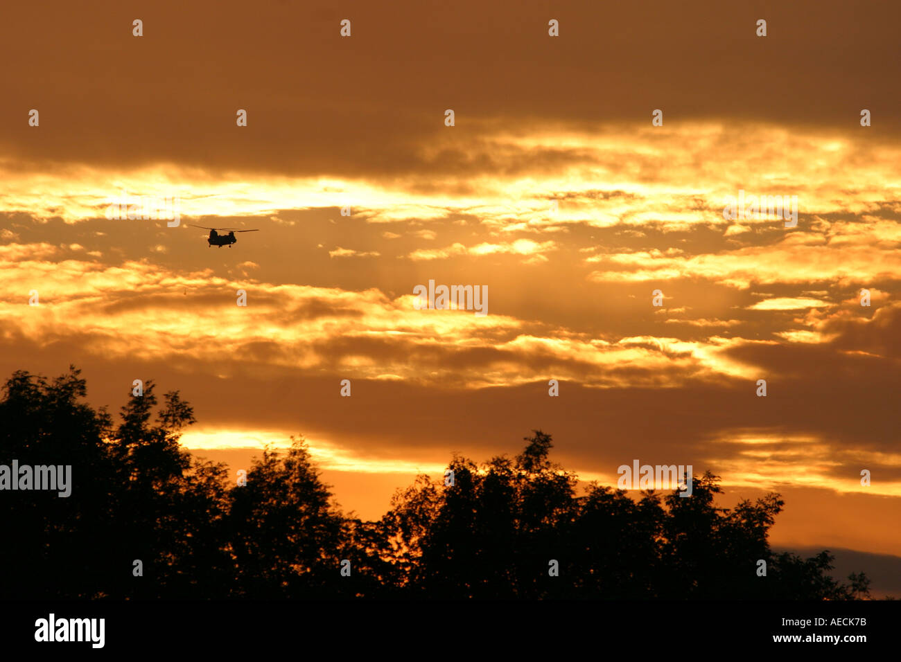 Dramatic golden sunset over silhouetted trees with Chinook helicopter ...