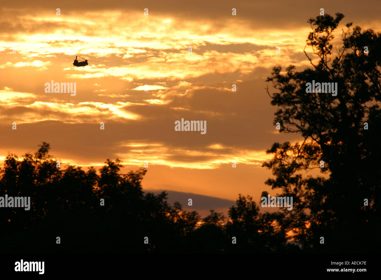 Dramatic golden sunset over silhouetted trees with Chinook helicopter ...