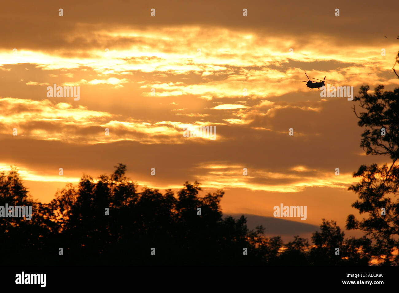 Dramatic golden sunset over silhouetted trees with Chinook helicopter ...