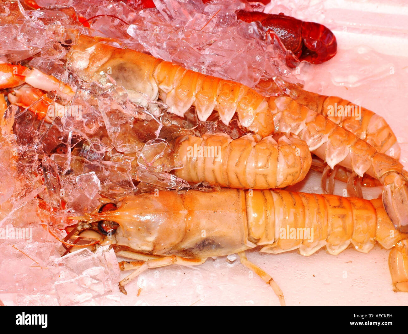 Spiny lobsters and crabs hi-res stock photography and images - Alamy