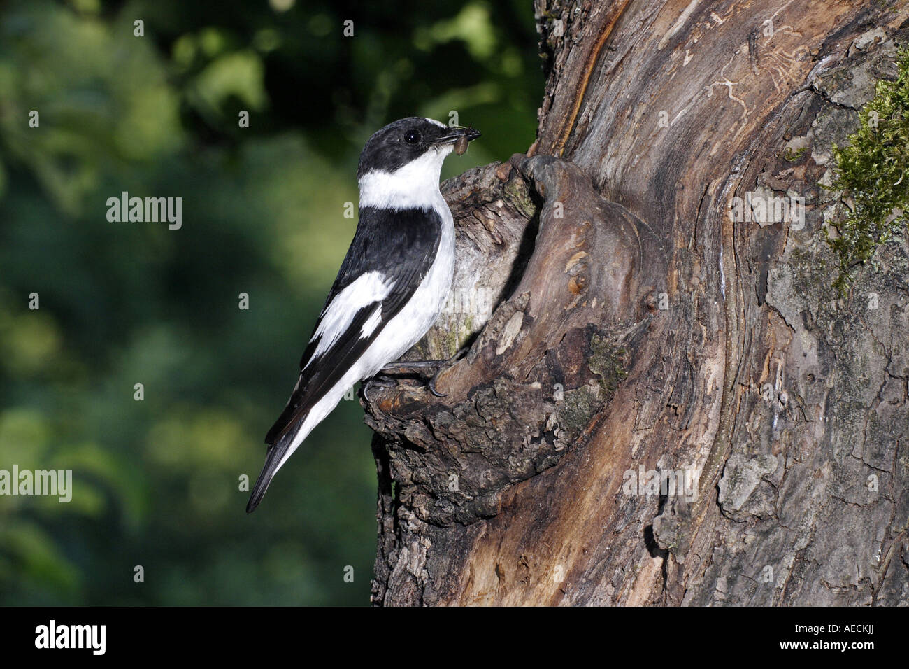 collared flycatcher (Ficedula albicollis), male with feed at tree hole ...