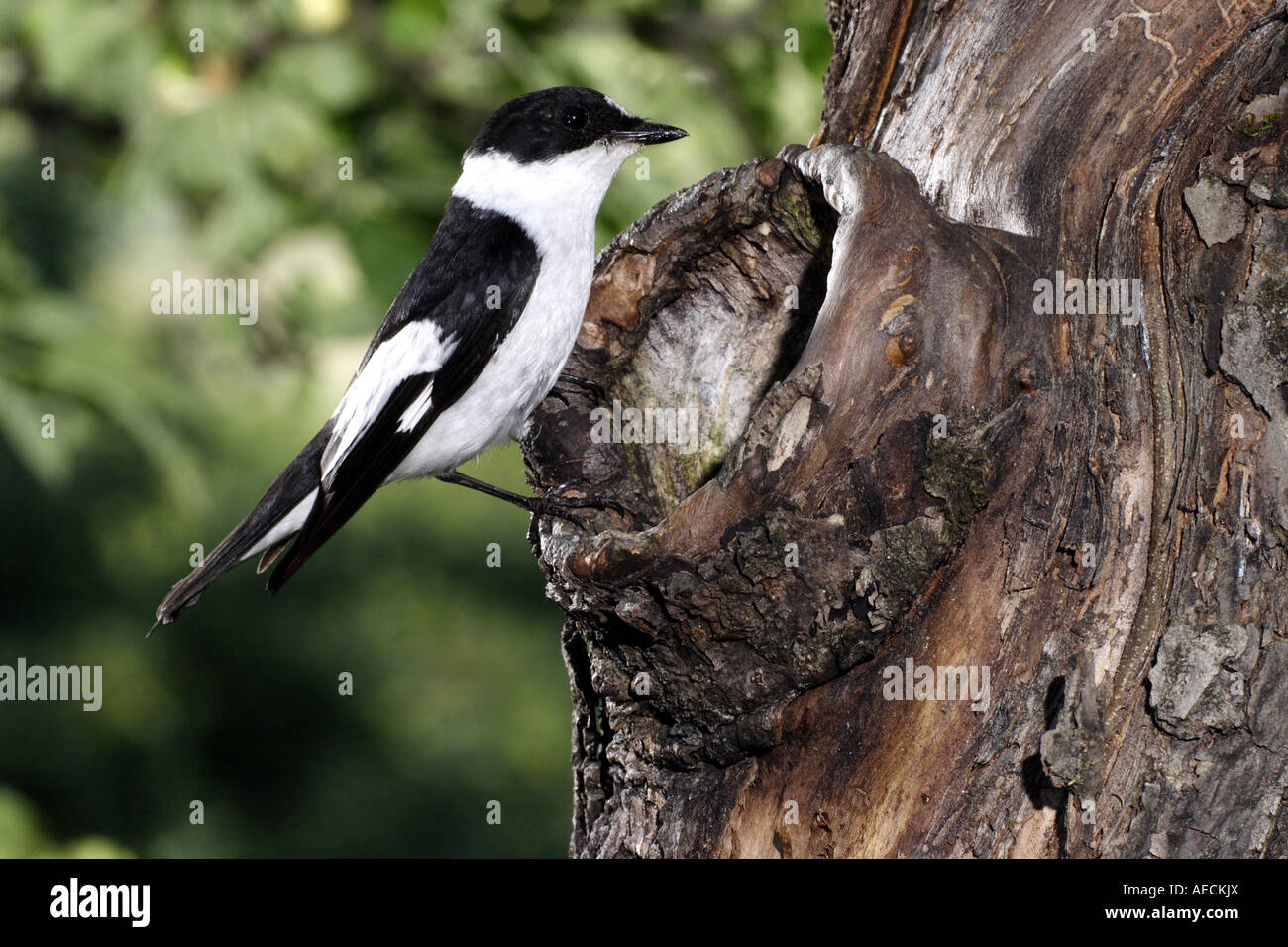 collared flycatcher (Ficedula albicollis), male at tree hole, Germany ...