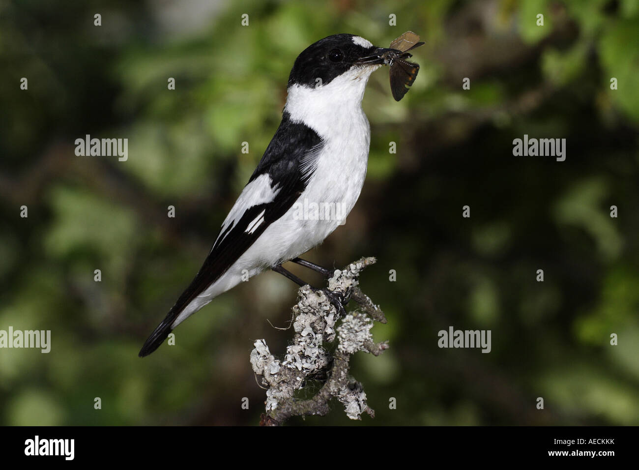 collared flycatcher (Ficedula albicollis), male with feed, Germany ...