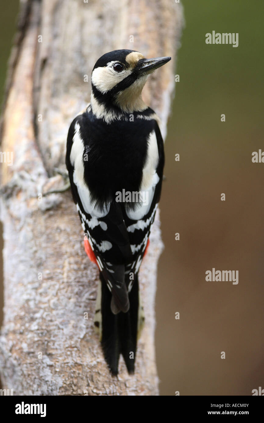 great spotted woodpecker (Picoides major, Dendrocopos major), at trunk ...