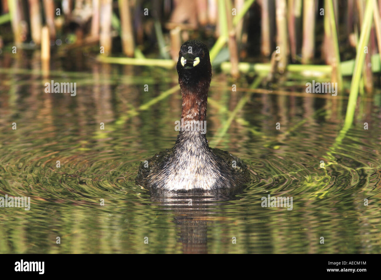 little grebe (Podiceps ruficollis, Tachybaptus ruficollis), yelling ...