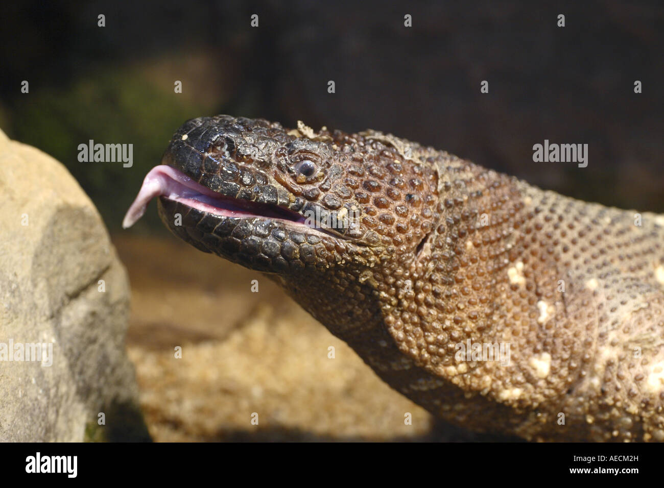Mexican beaded lizard (Heloderma horridum), portrait Stock Photo - Alamy