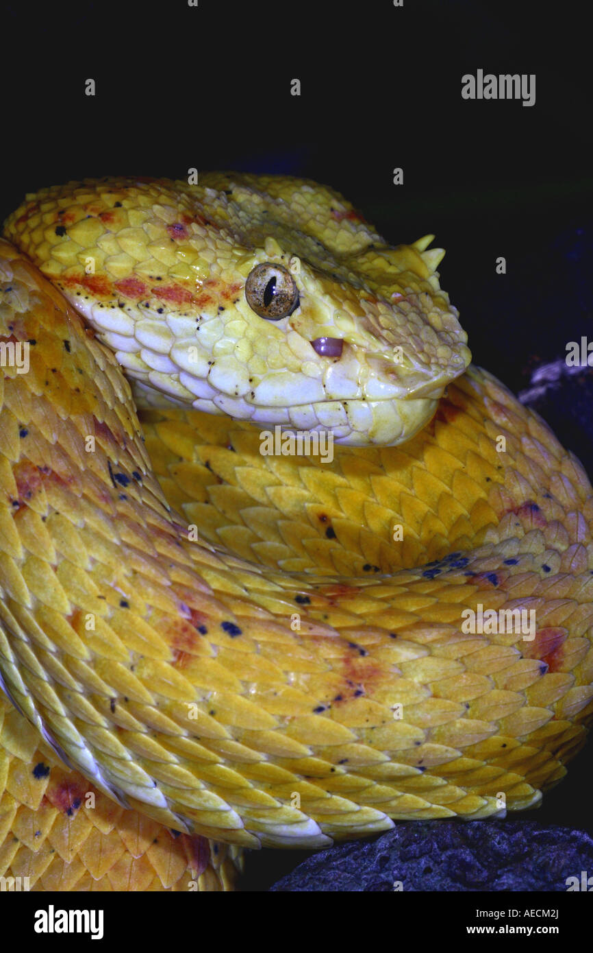 eyelash viper, horned palm viper, eyelash palm pit viper (Bothrops ...