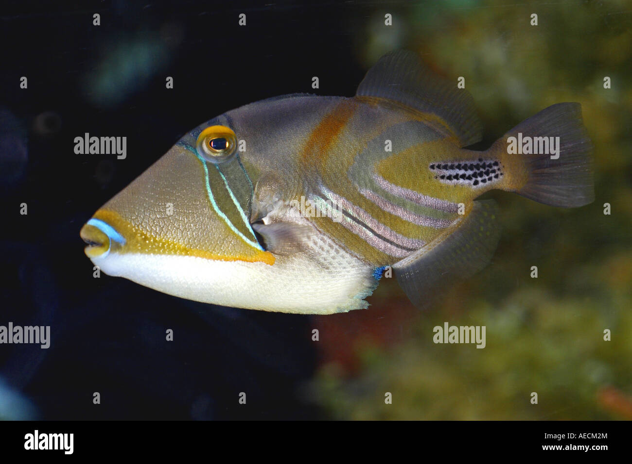 Picasso fish, humuhumu, blackbar triggerfish (Rhinecanthus aculeatus ...