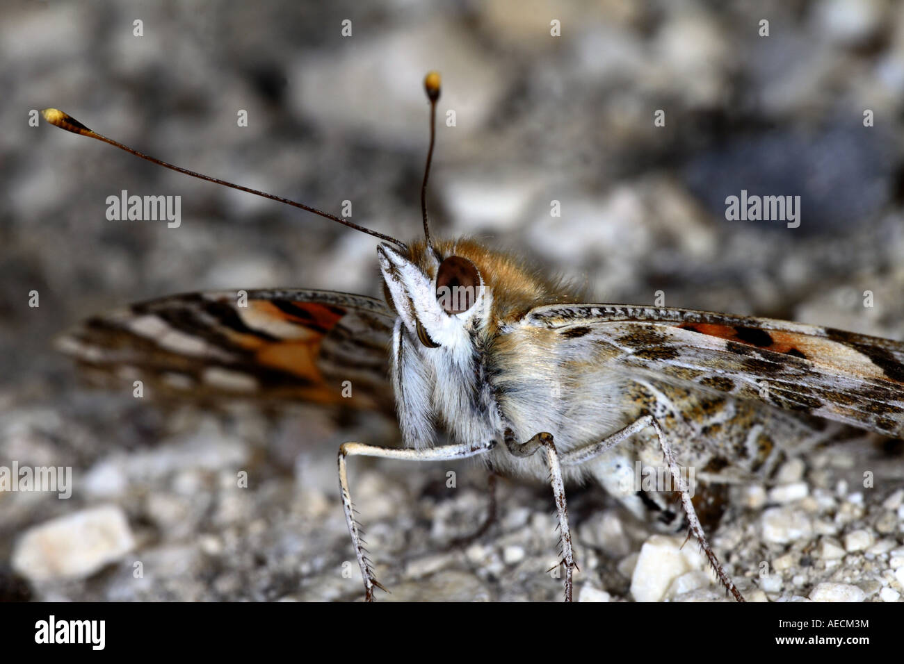 painted lady, thistle (Cynthia cardui, Vanessa cardui), front view ...
