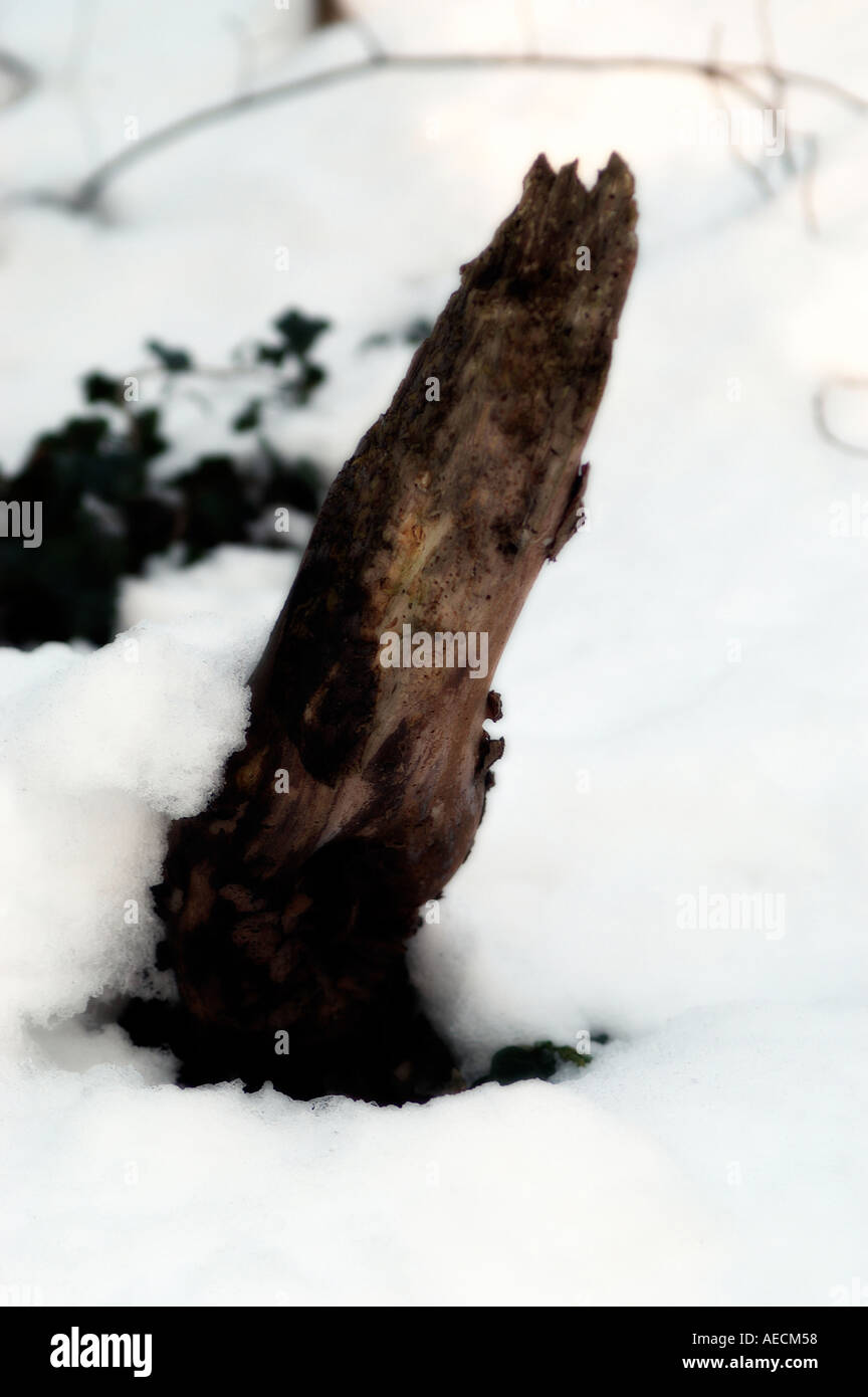 Tree Stump in snow Stock Photo - Alamy