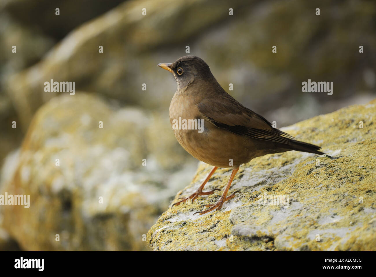 austral thrush (Turdus falcklandii magellanicus), on a stone, United ...