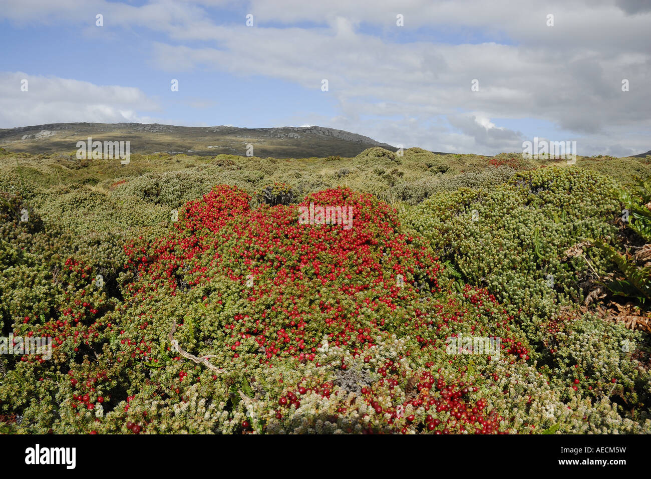 Crowberry empetrum rubrum hi-res stock photography and images - Alamy