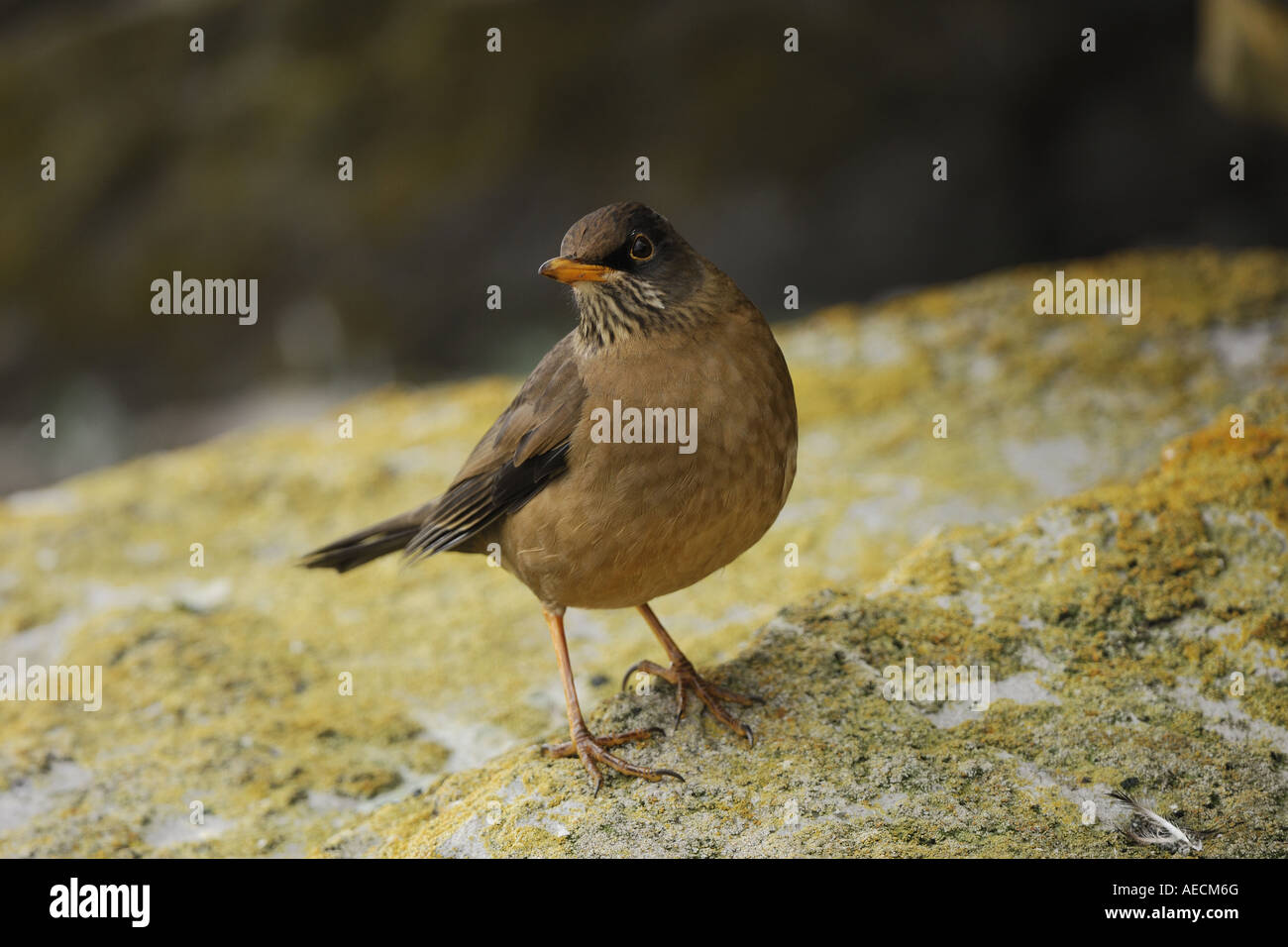 austral thrush (Turdus falcklandii magellanicus), United Kingdom ...