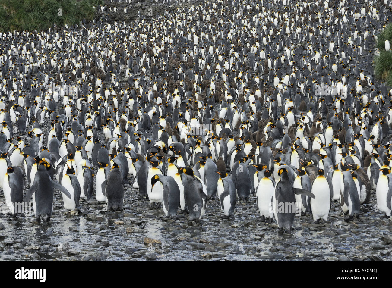 Penguin Army High Resolution Stock Photography and Images - Alamy