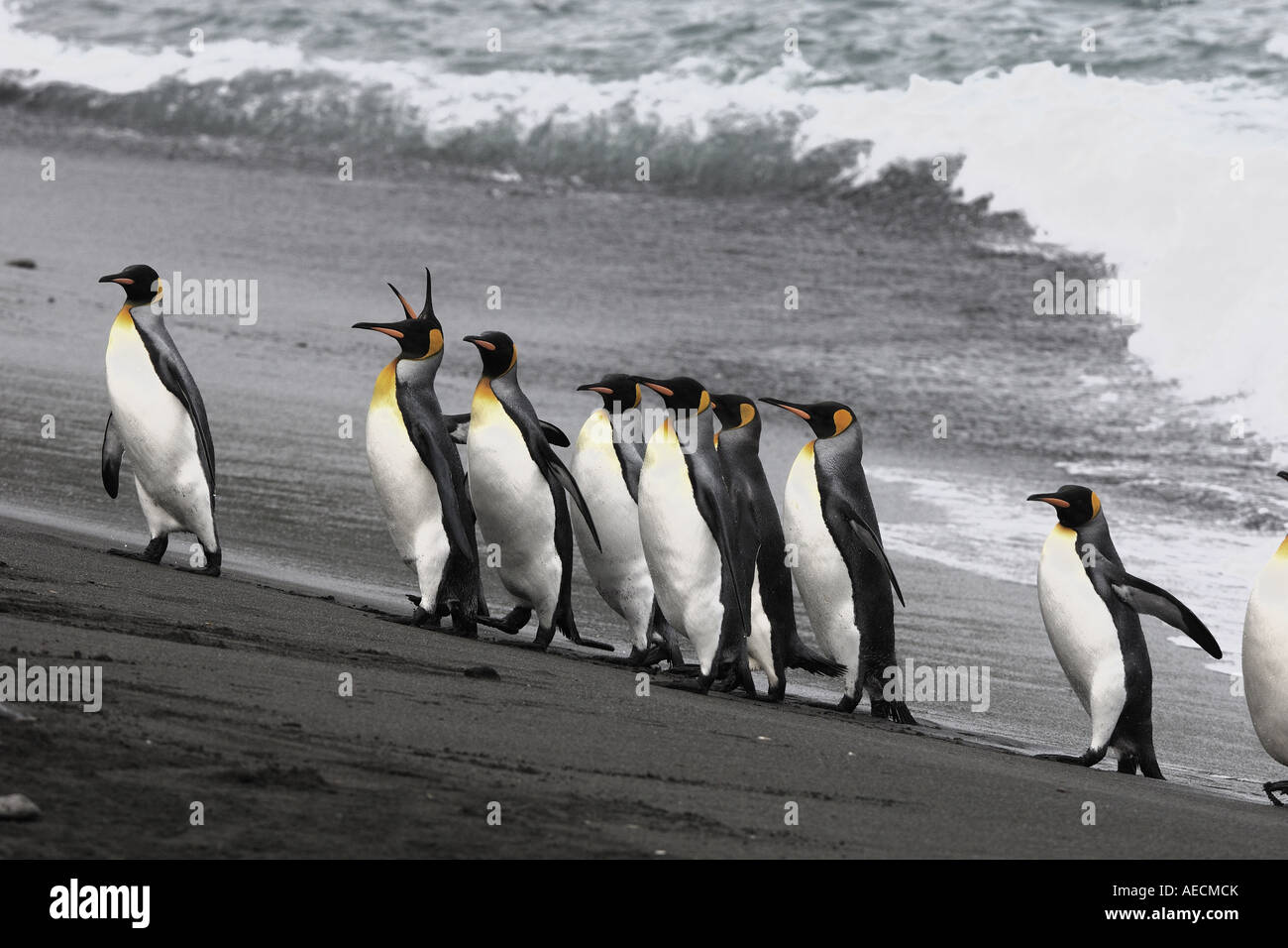 King penguins following each other hi-res stock photography and images ...