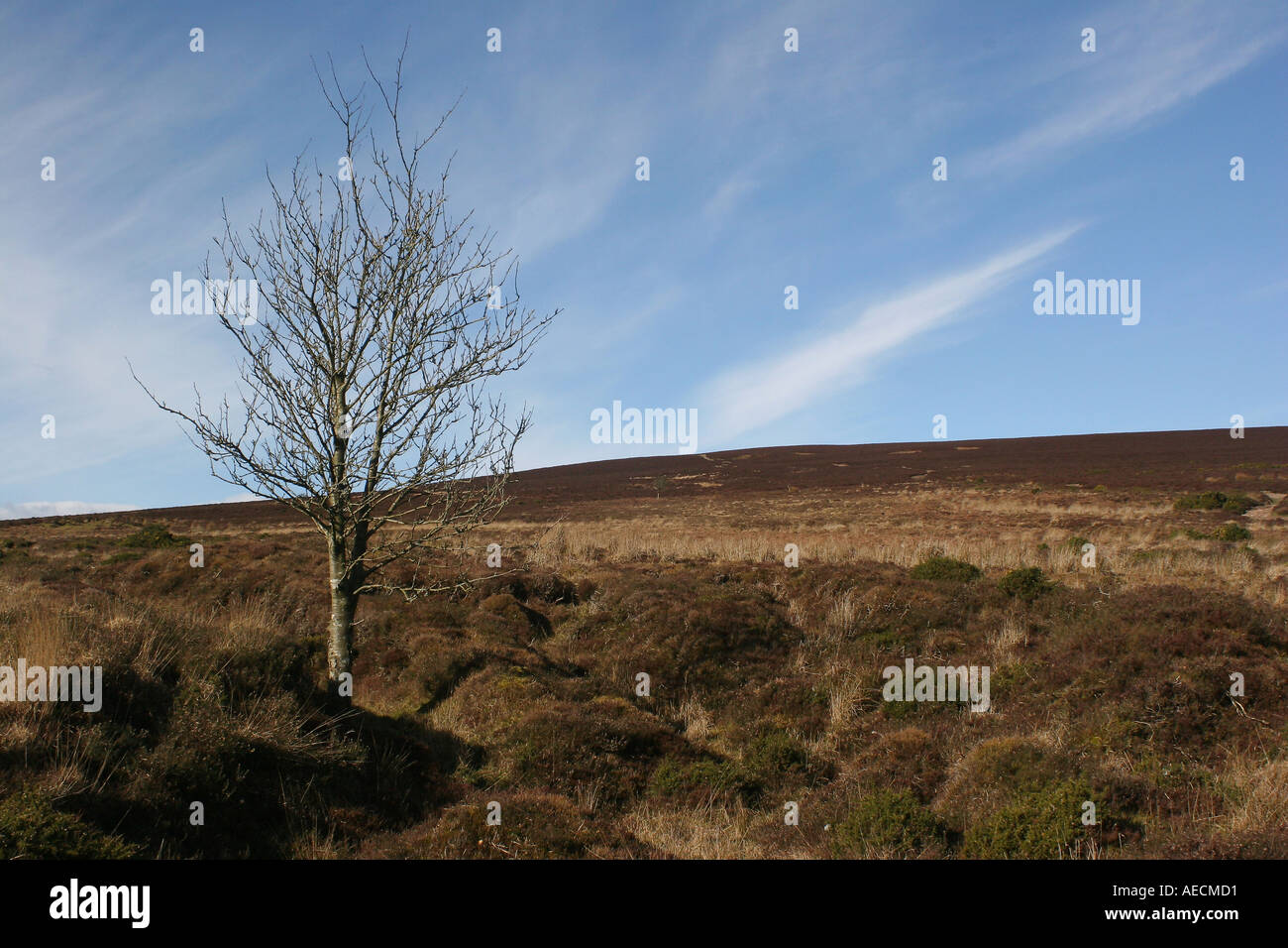 Somerset Moors Uk Tree High Resolution Stock Photography and Images - Alamy