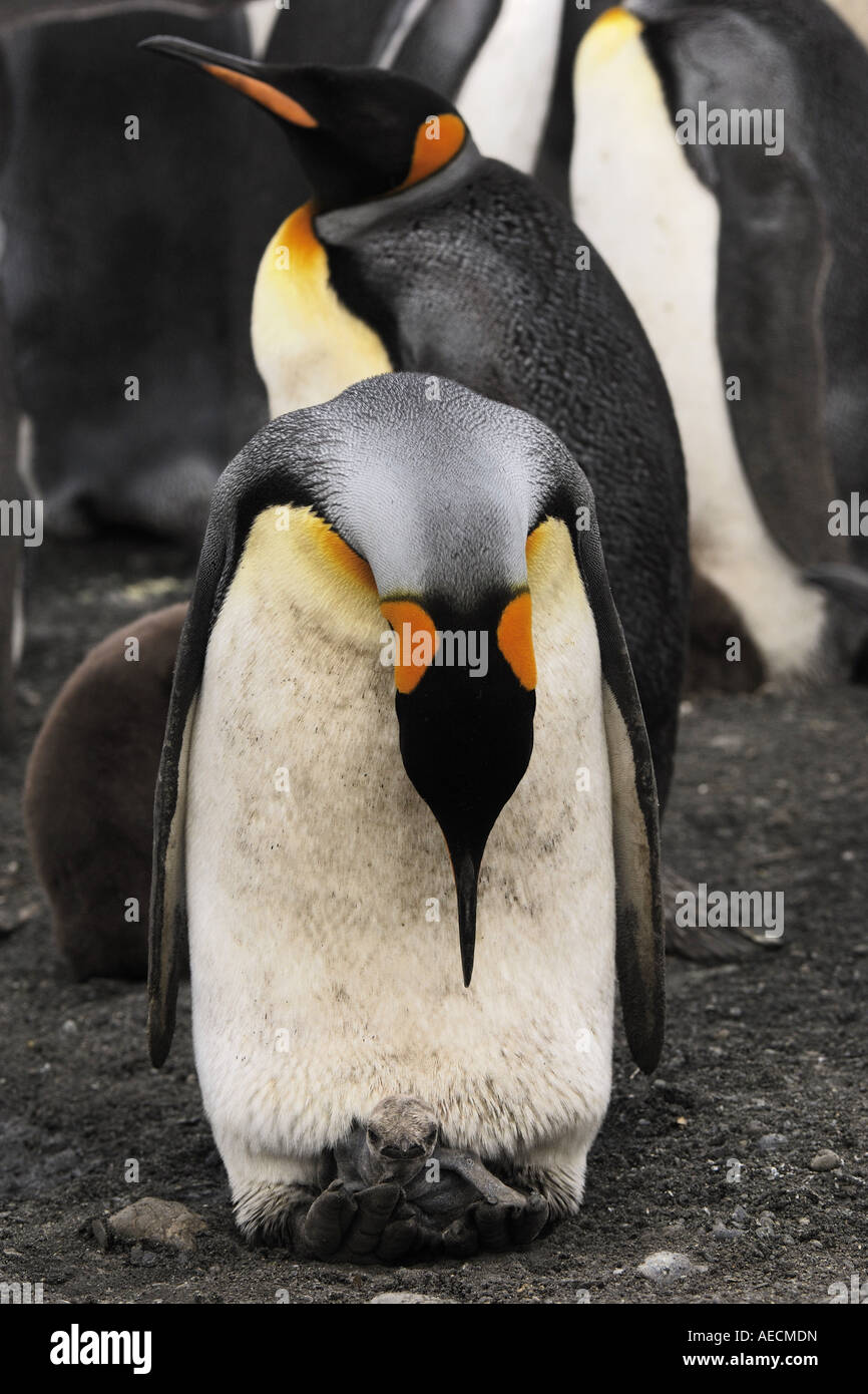 Penguin looking down hi-res stock photography and images - Alamy