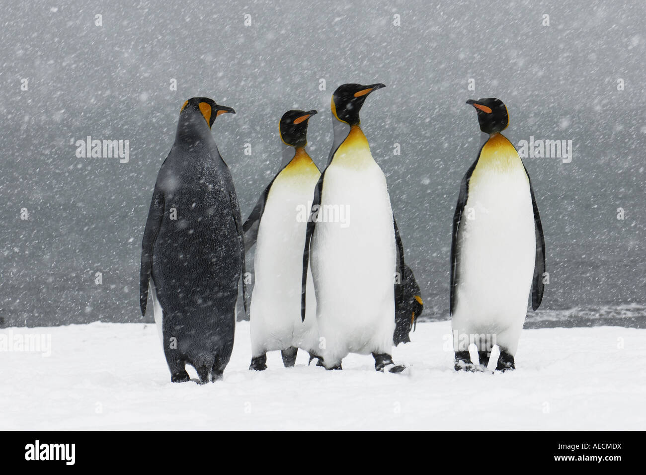 king penguin (Aptenodytes patagonicus), four animals in the snow ...