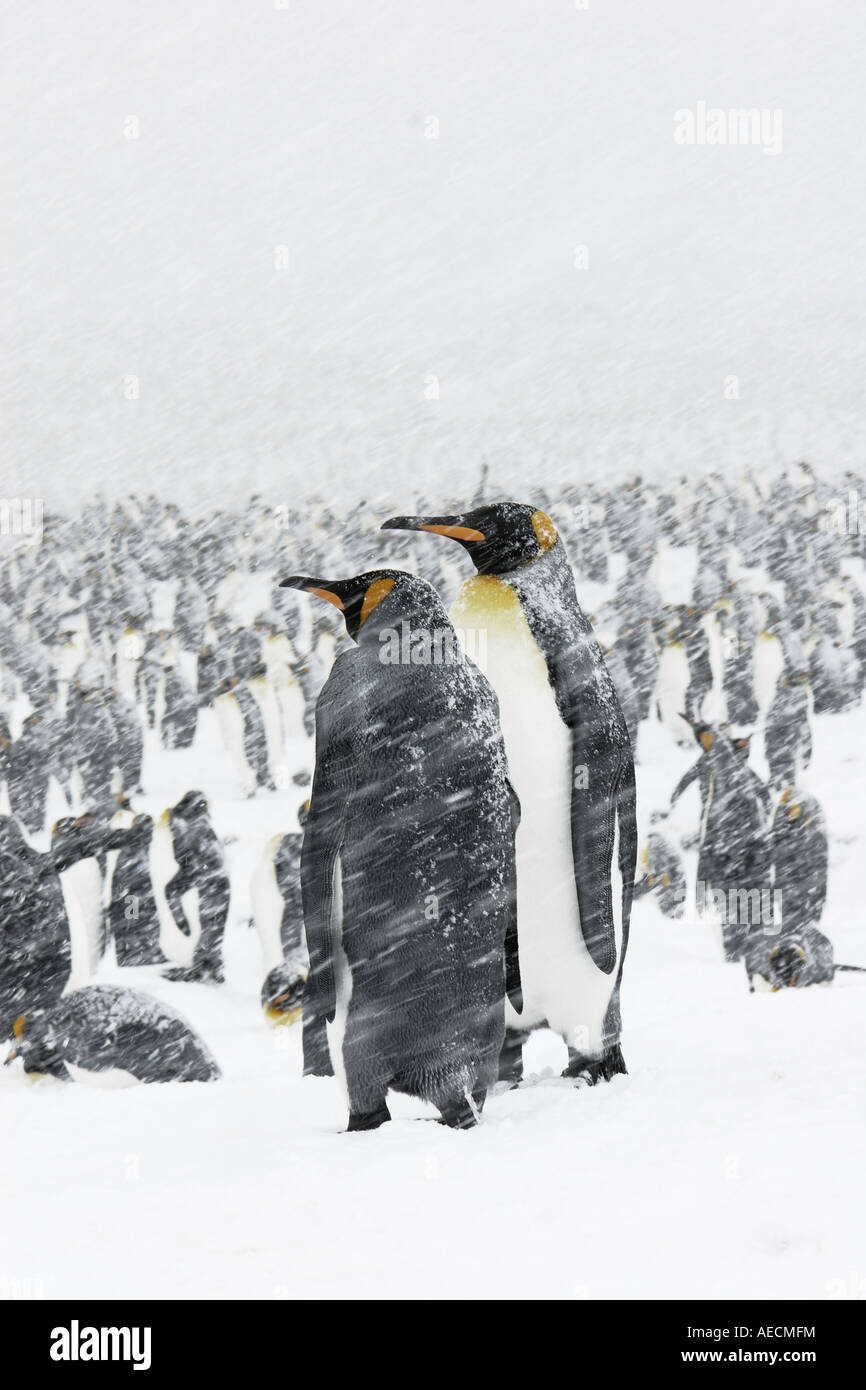 Penguin storm hi-res stock photography and images - Alamy