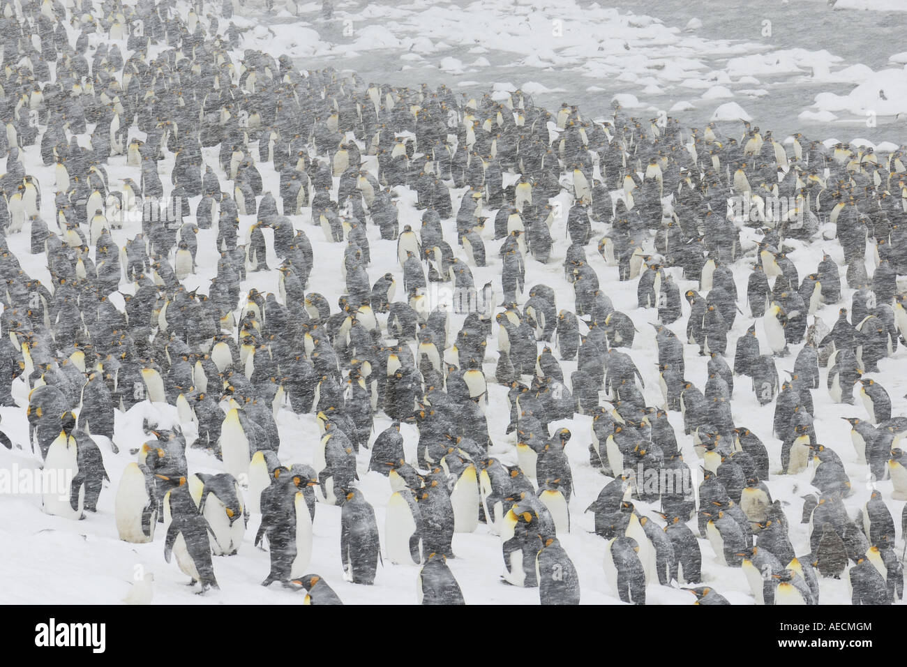Penguin Army High Resolution Stock Photography and Images - Alamy