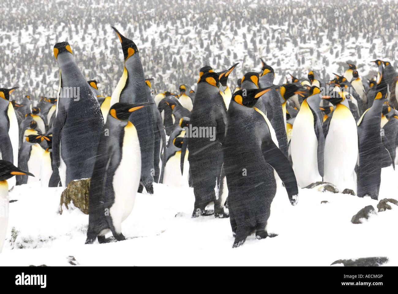 Penguin Army High Resolution Stock Photography and Images - Alamy