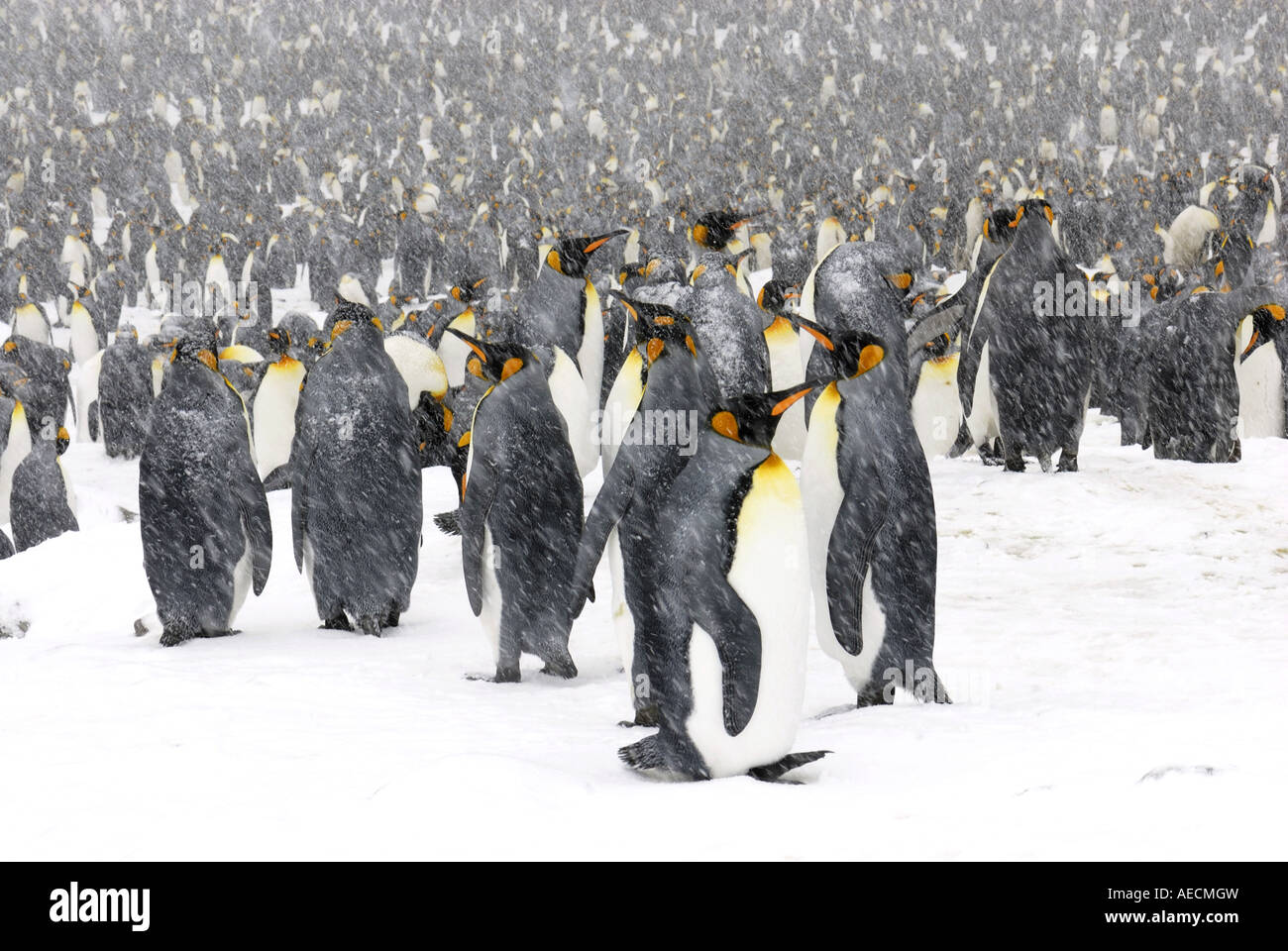Penguin army hi-res stock photography and images - Alamy