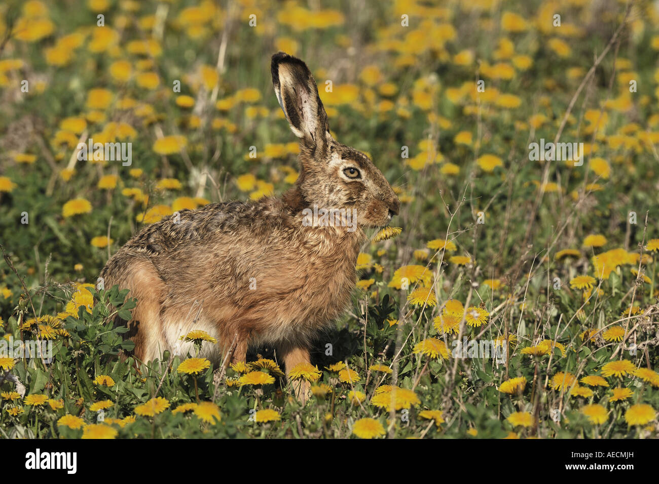 European hare (Lepus europaeus), single animal on a meadow, Austria ...