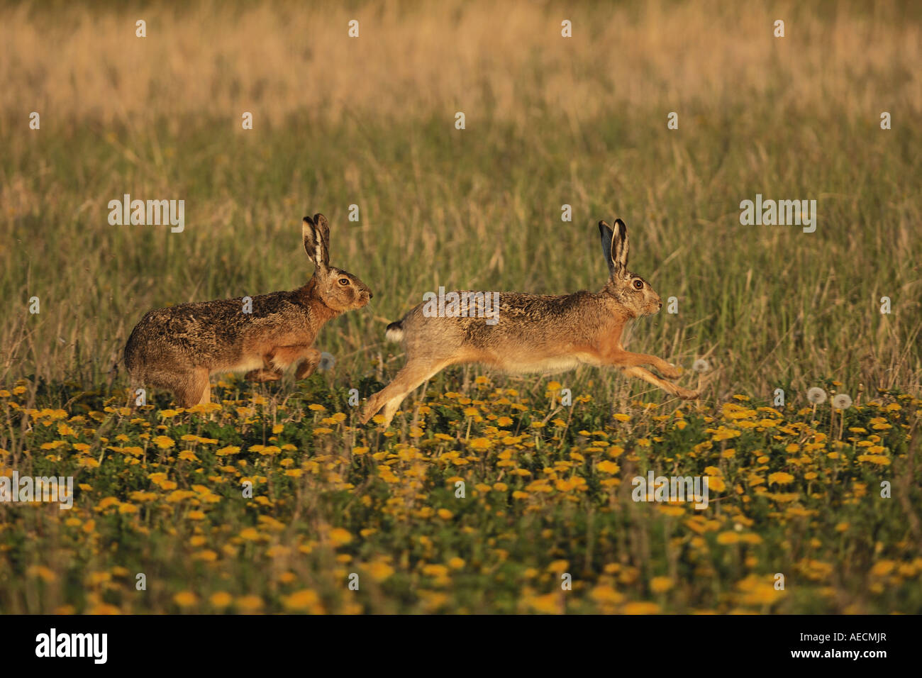 European hare (Lepus europaeus), two individuals during mating season ...
