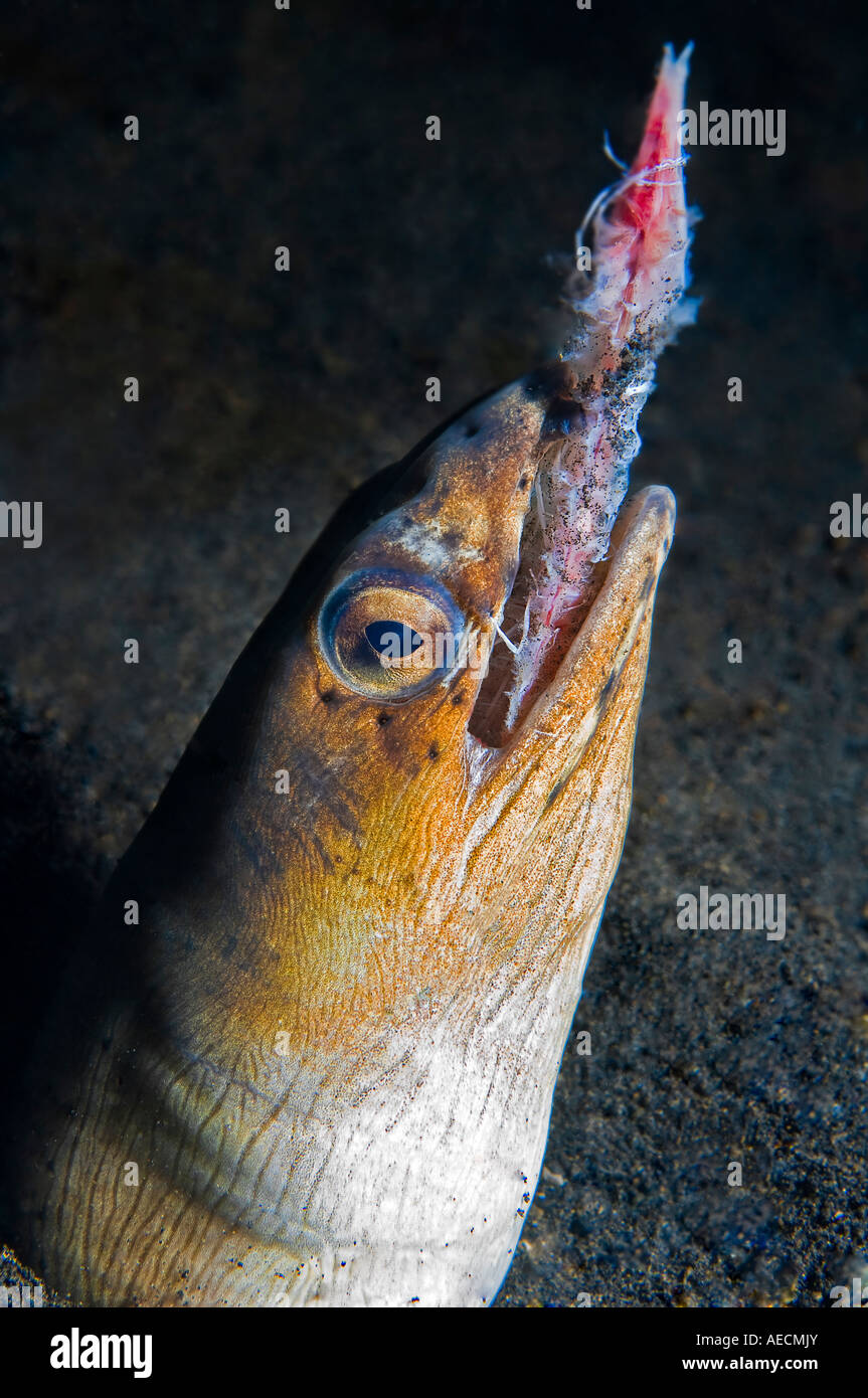 Hunting Snake Eel Lembeh Strait North Sulawesi Stock Photo - Alamy