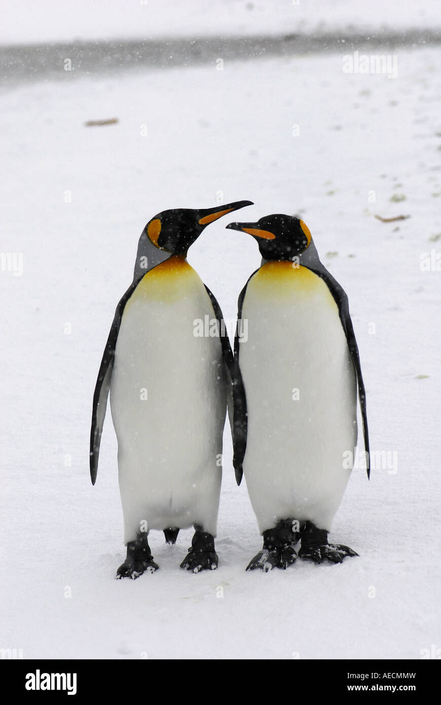 Two Penguins Hugging