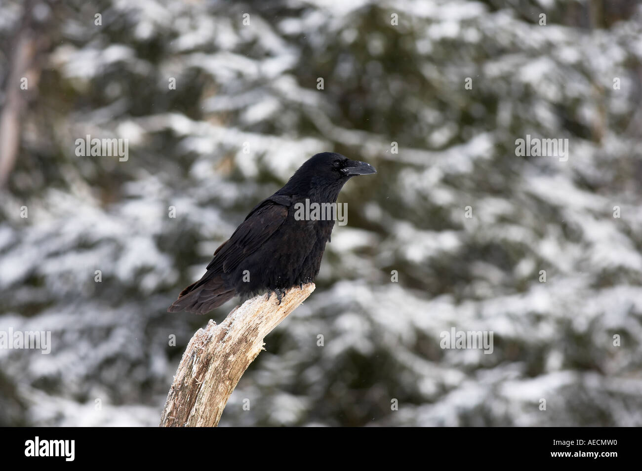Raven perched on top hi-res stock photography and images - Alamy