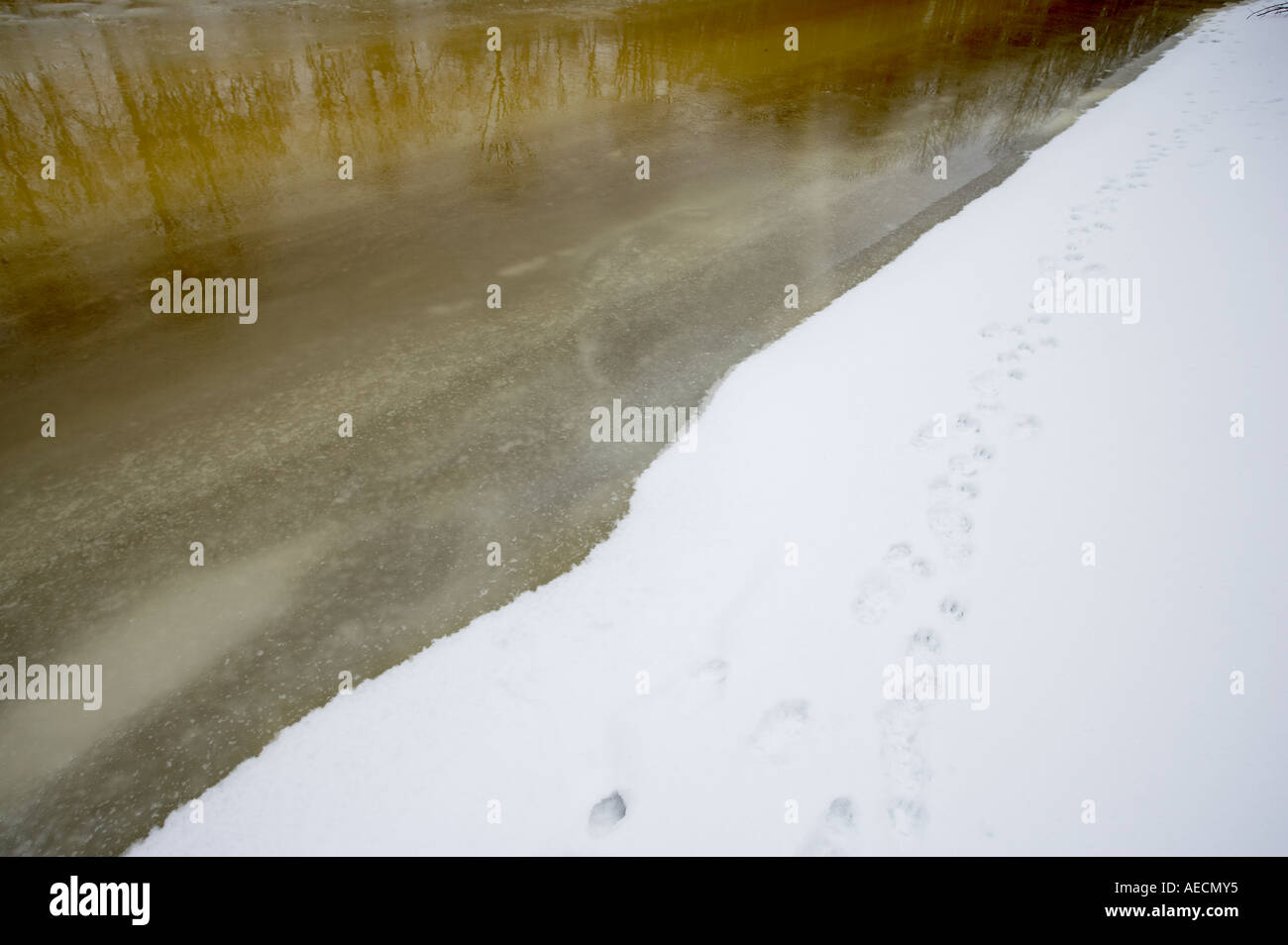 Red fox tracks hi-res stock photography and images - Alamy