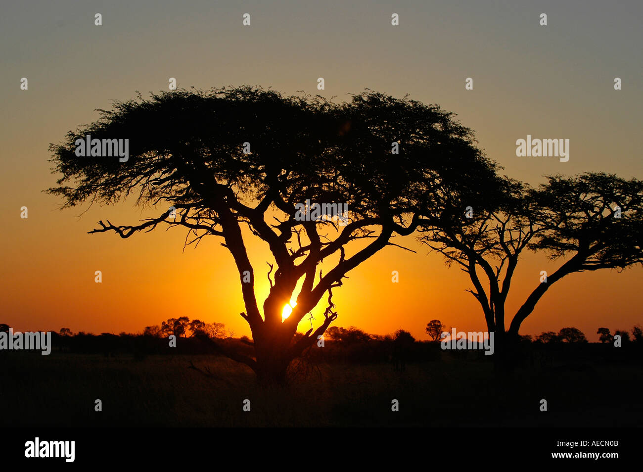 Hwange national park Zimbabwe Stock Photo - Alamy