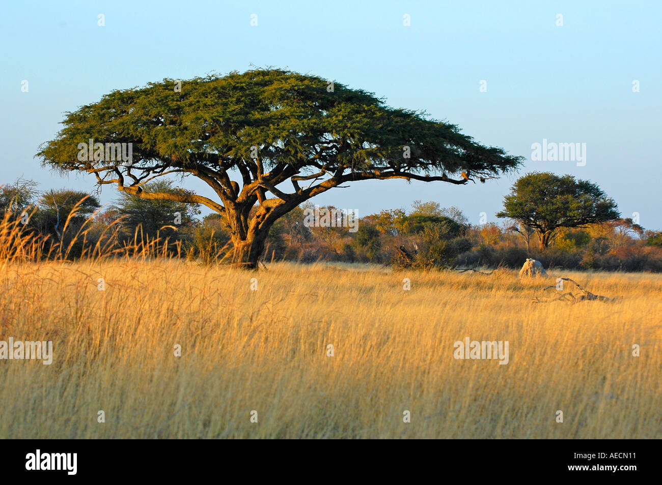 Sandveld hi-res stock photography and images - Alamy