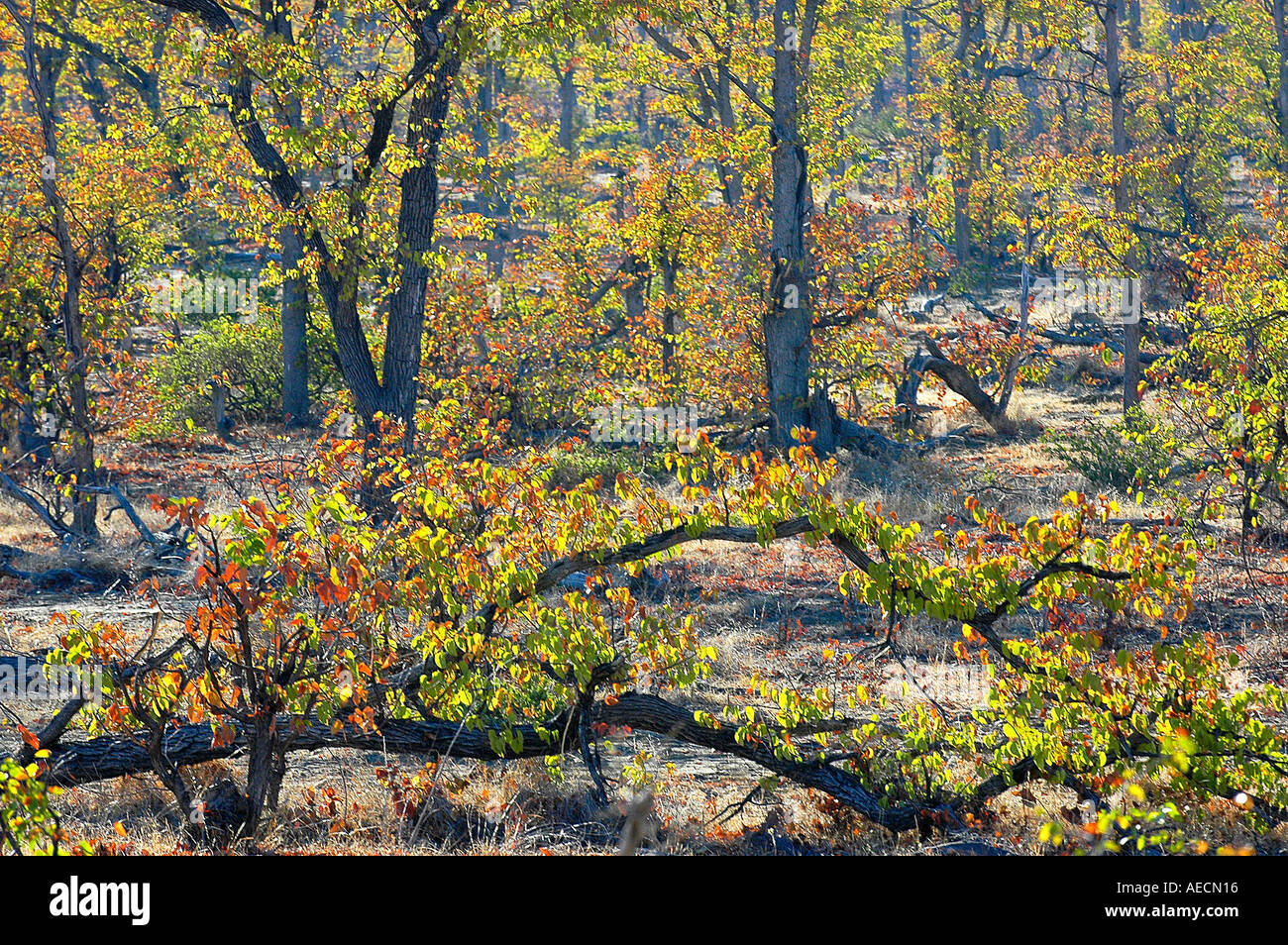 Mopane Trees Stock Photos & Mopane Trees Stock Images - Alamy