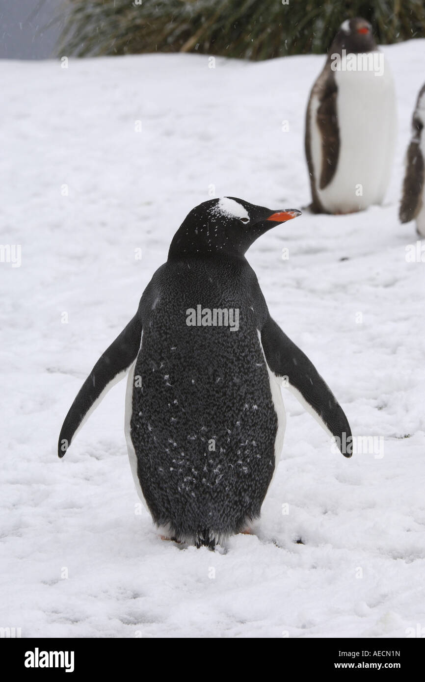 gentoo penguin (Pygoscelis papua), Group, animal in the foreground from ...