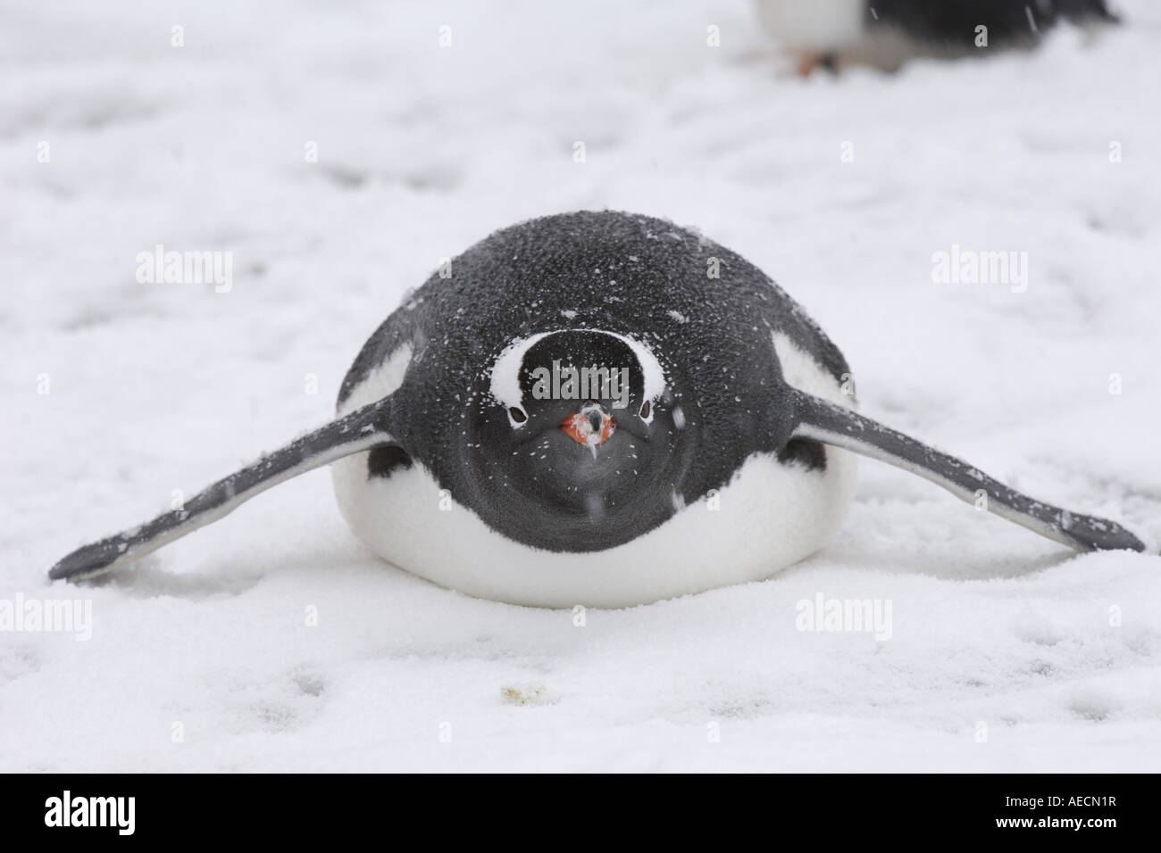 gentoo penguin (Pygoscelis papua), Single animal lying on the belly in ...