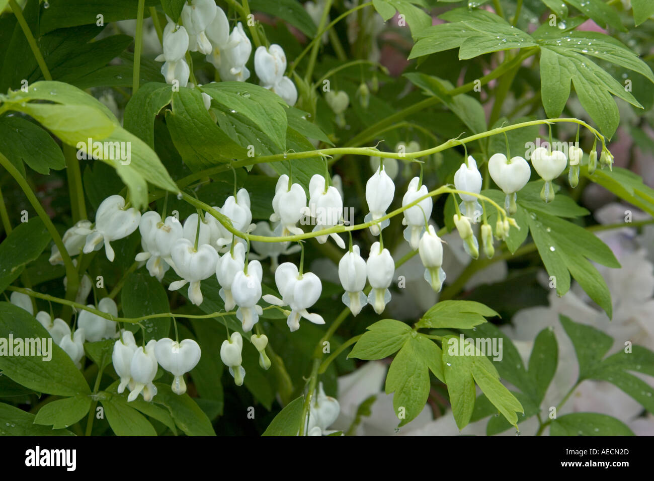 Oregon bleeding heart hi-res stock photography and images - Alamy
