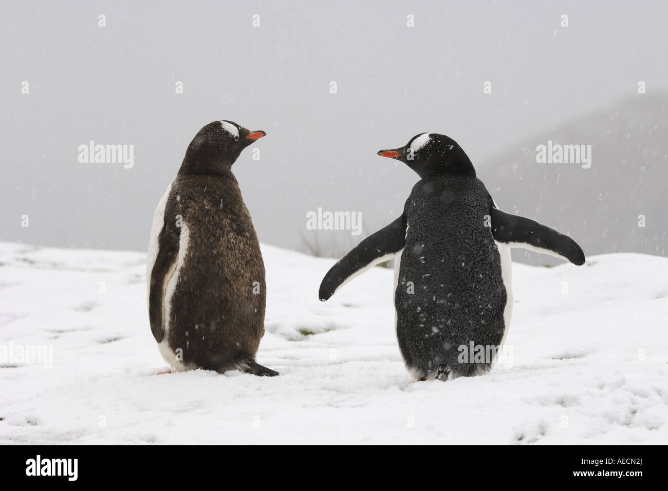 Talking animals hi-res stock photography and images - Alamy
