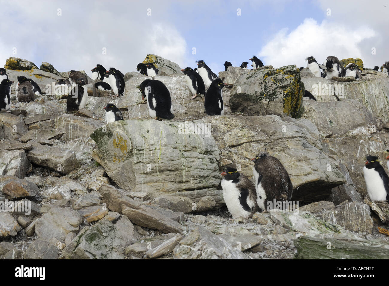 rockhopper penguin (Eudyptes chrysocome), colony on a rock, Antarctica ...