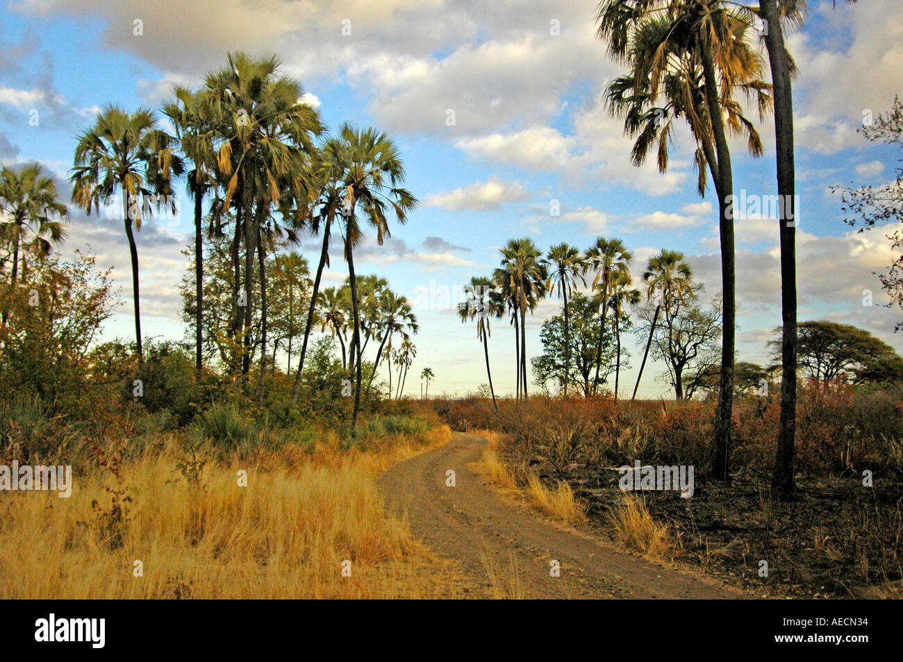 Llala palm hi-res stock photography and images - Alamy