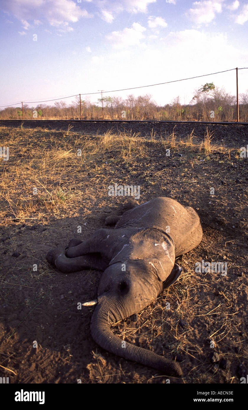 Dead elephant and young calf hi-res stock photography and images - Alamy