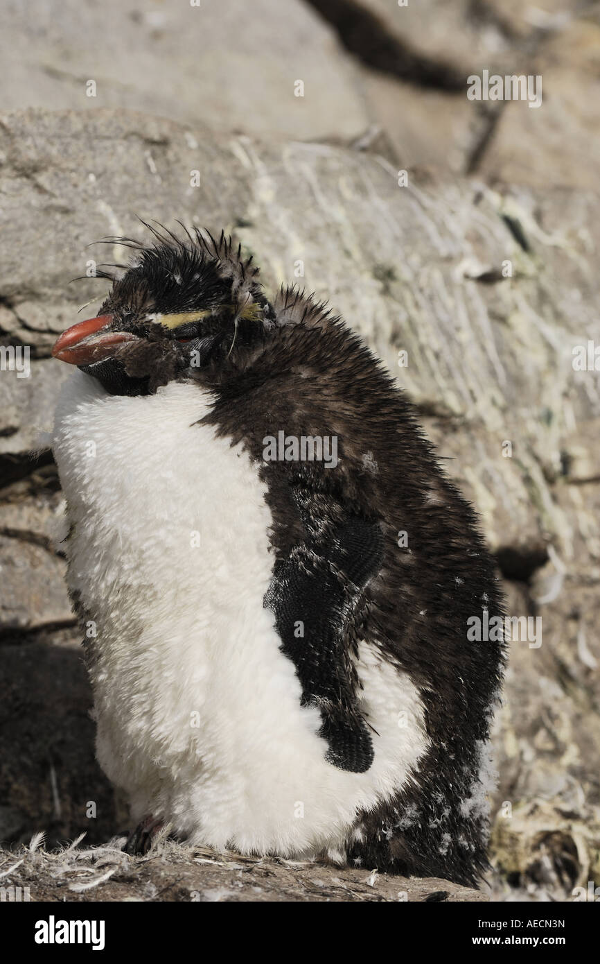 rockhopper penguin (Eudyptes chrysocome), portrait of young animal ...