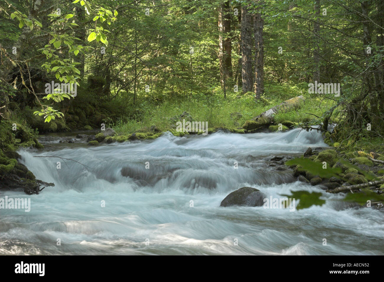 Rapids on Roaring River Oregon Summer 2005 Stock Photo - Alamy