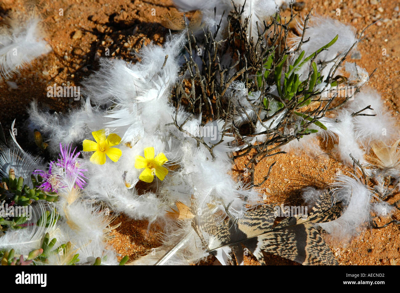 Namaqualand South Africa in spring Feathers of Kori bustard killed for ...