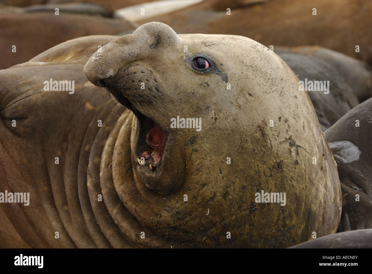 southern elephant seal (Mirounga leonina), yelling female, Antarctica ...